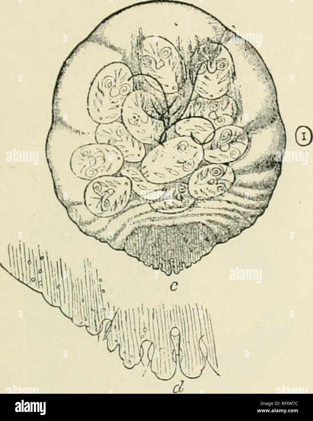 San jose scale insect pest hi-res stock photography and images - Alamy