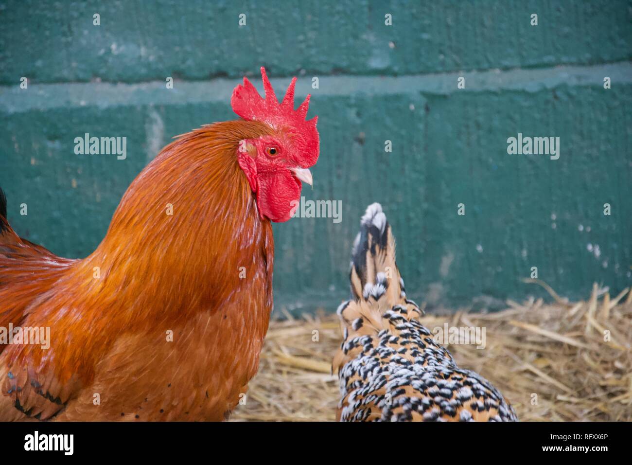A striking ginger cockerel / rooster in dramatic profile, looking over ...