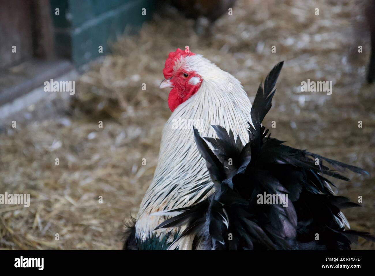 A black and white cockerel / rooster with fine black tail feathers ...