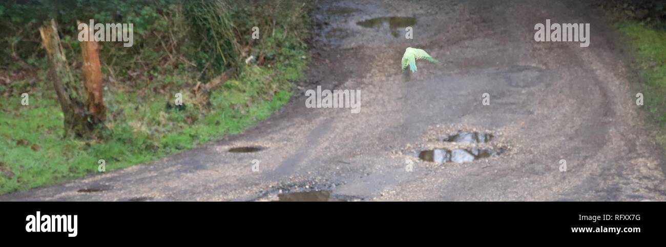 Green parrot flies away from hi-res stock photography and images - Alamy