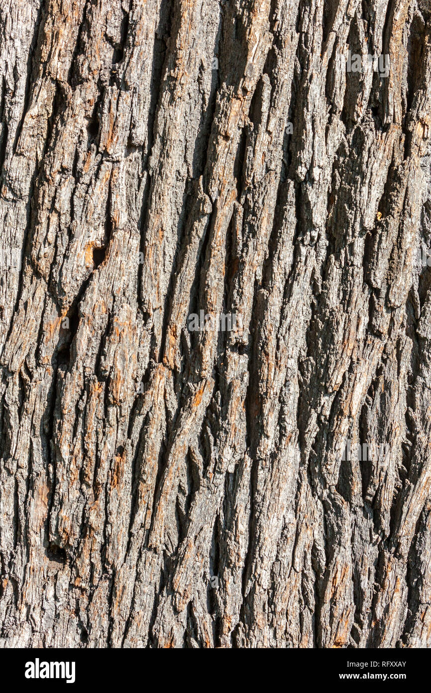 Bark of an oak tree hi-res stock photography and images - Alamy