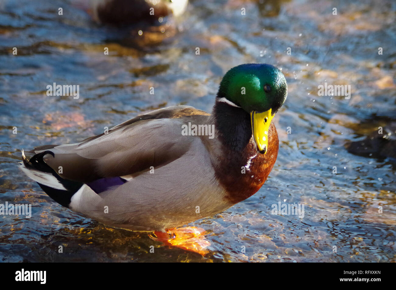A male Mallard Duck at Hond Pond in Massachusetts Stock Photo - Alamy