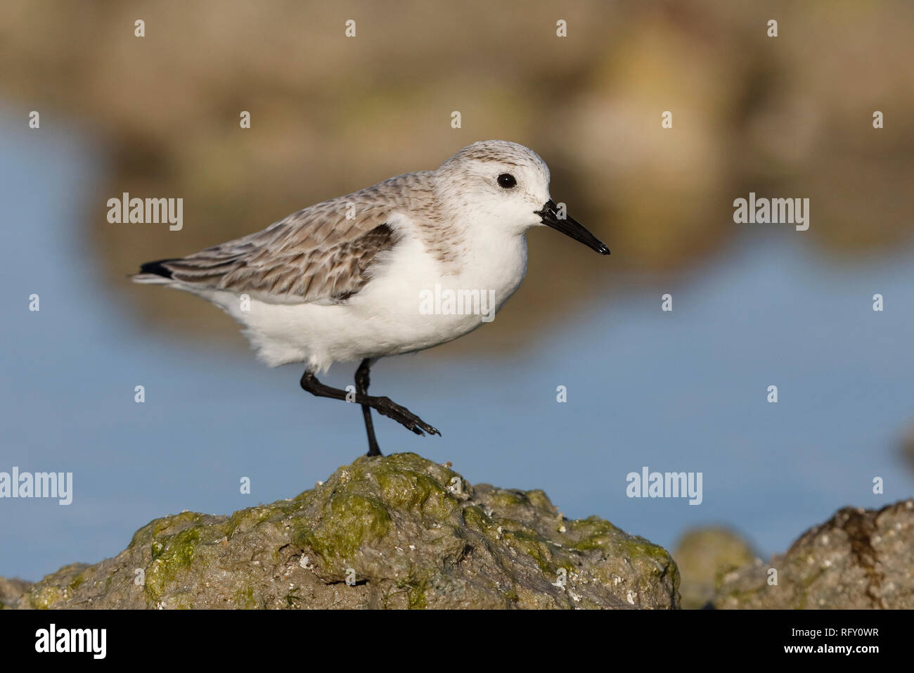 Sanderling (Calidris alba) in winter plumage - Dunedin, Florida Stock ...