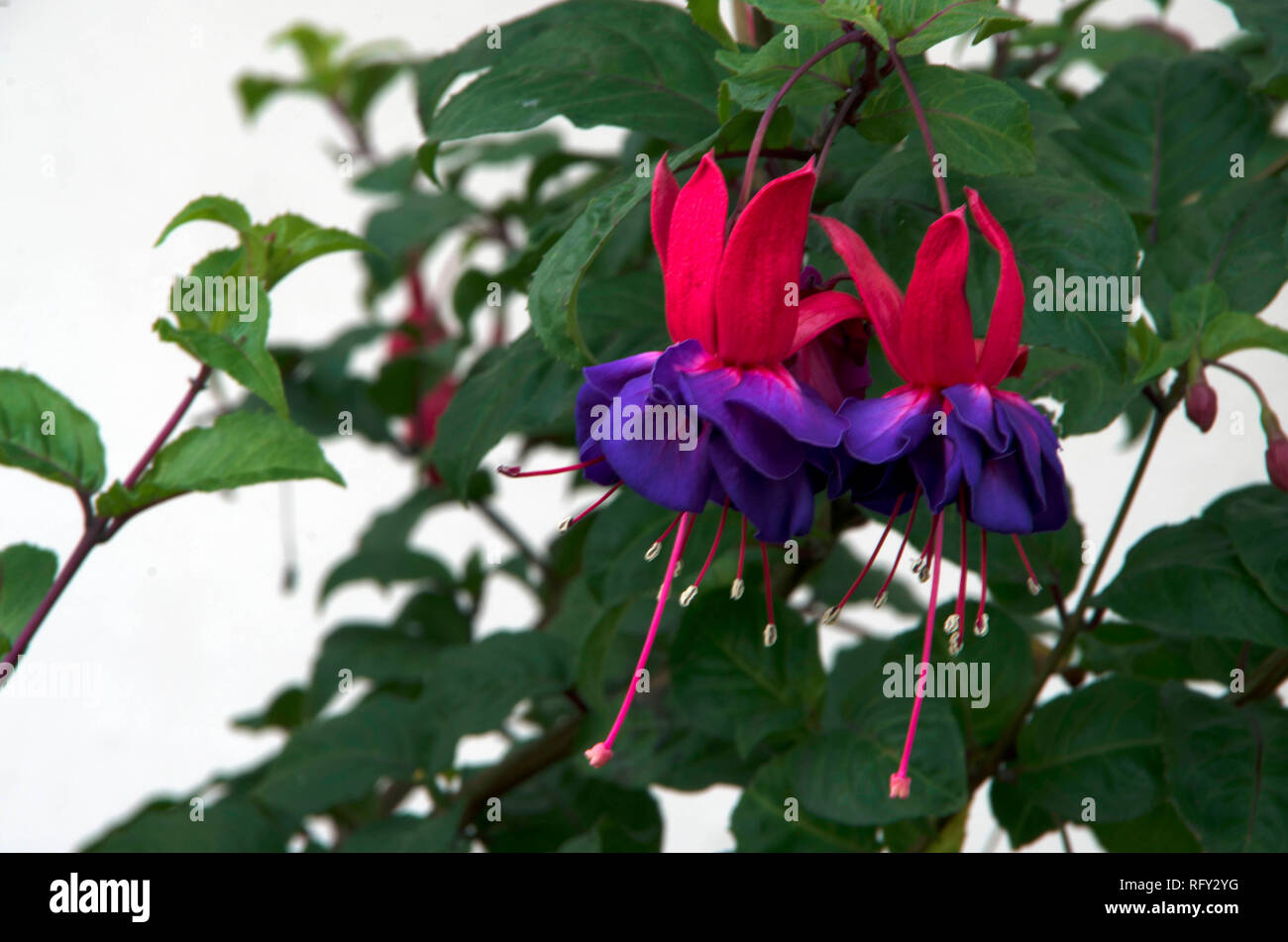 The fuchsia flower is quite bright and flashy, and it immediately ...