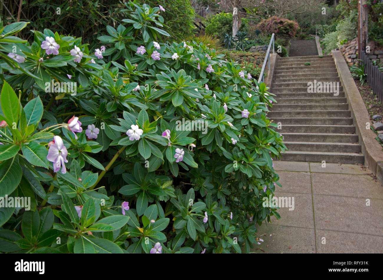 The Vulcan Stairs in San Francisco connect two blocks near the Castro ...
