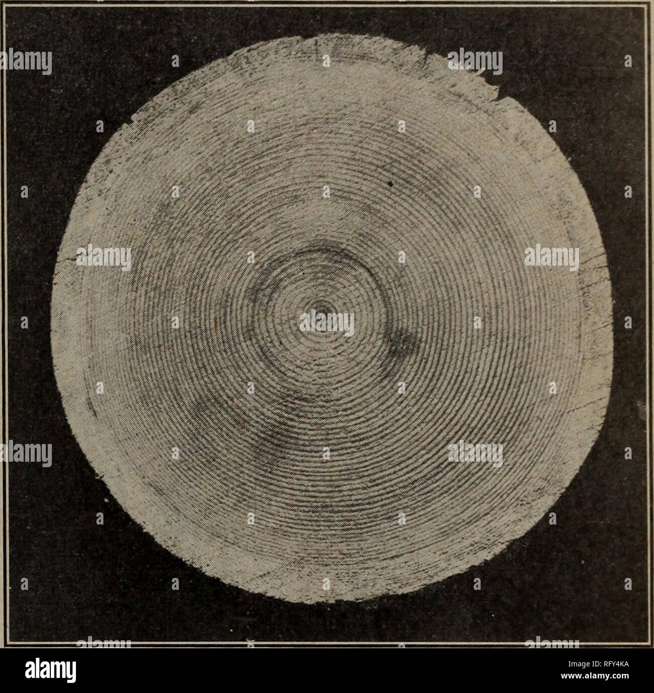 Cross section of douglas fir hi-res stock photography and images - Alamy