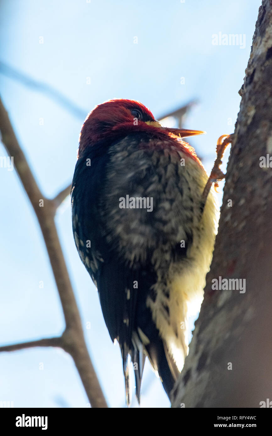 A Red-Breasted SapSucker Woodpecker on Whidbey Island, Washington Stock ...