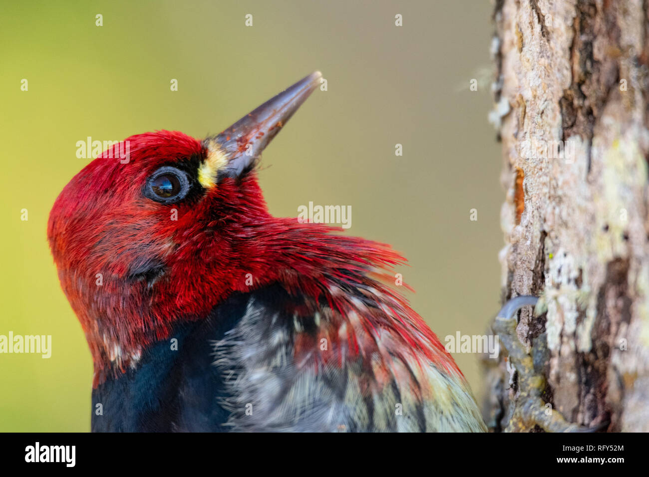 A Red-Breasted SapSucker Woodpecker on Whidbey Island, Washington Stock ...