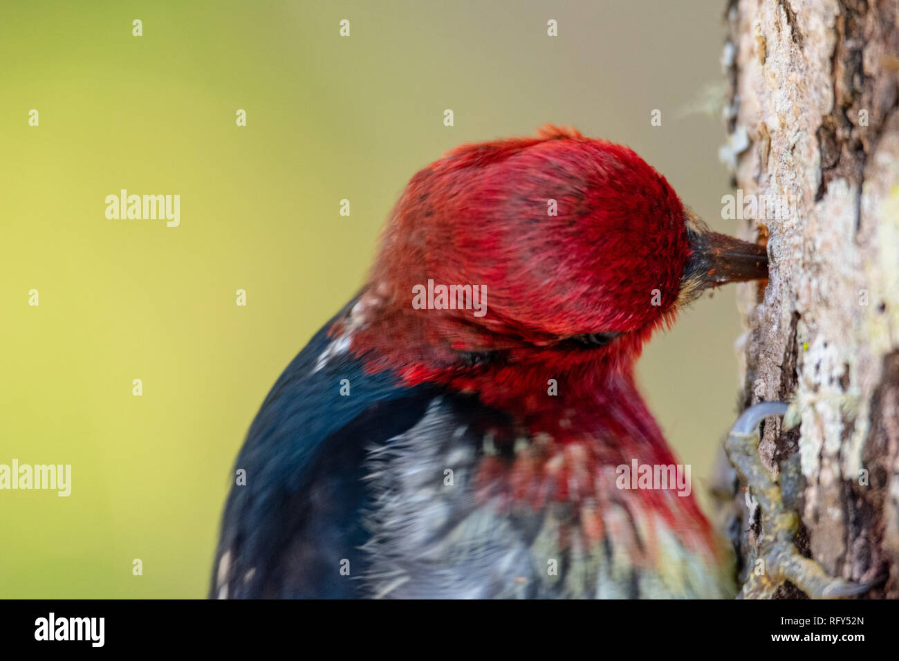 A Red-Breasted SapSucker Woodpecker on Whidbey Island, Washington Stock ...