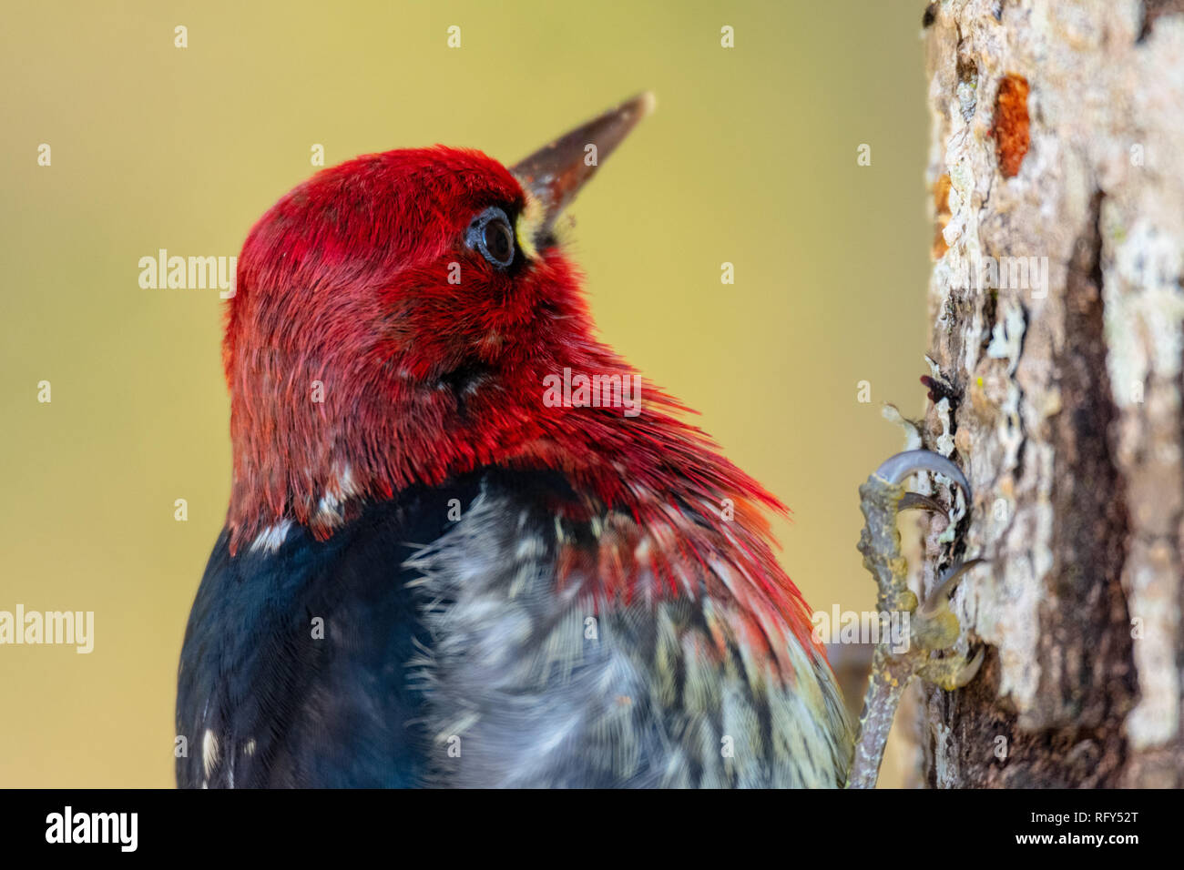 A Red-Breasted SapSucker Woodpecker on Whidbey Island, Washington Stock ...