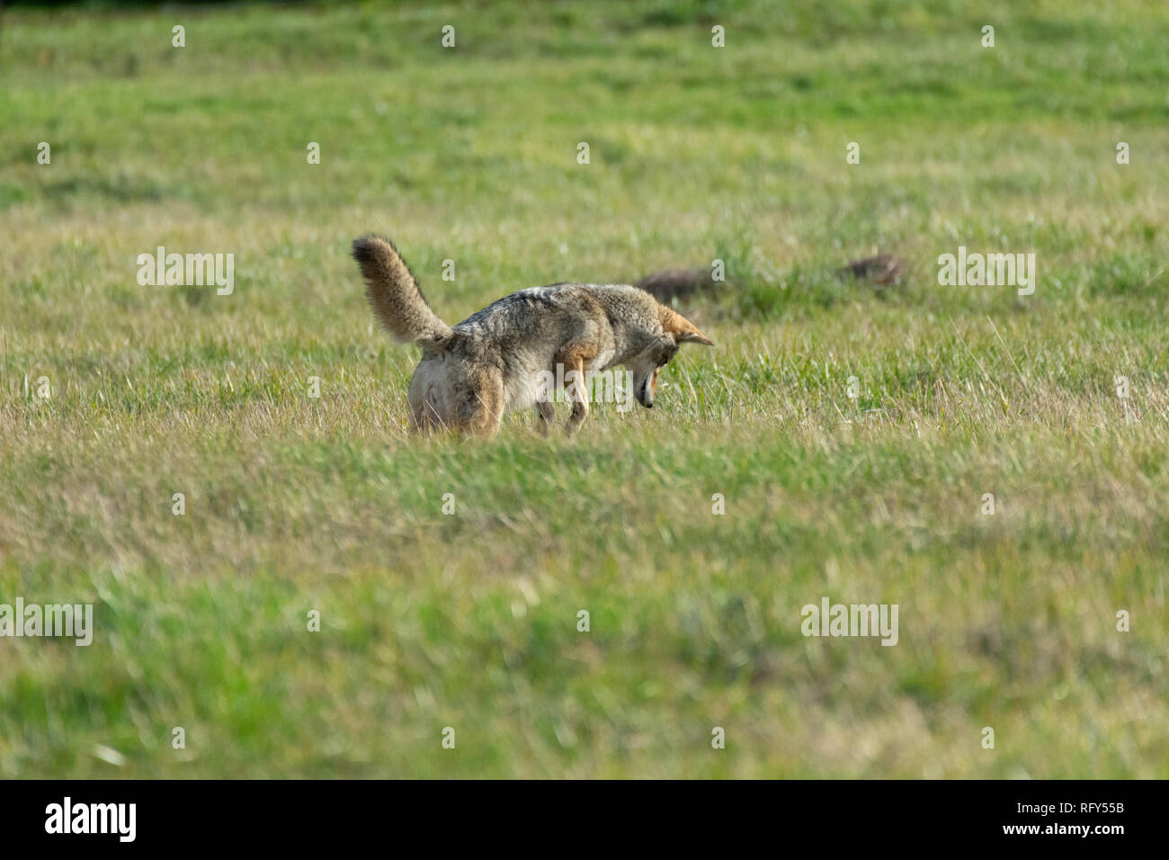 Coyote pouncing hi-res stock photography and images - Alamy