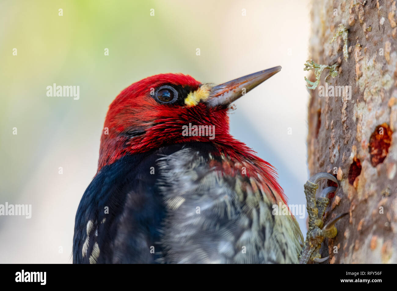 A Red-Breasted SapSucker Woodpecker on Whidbey Island, Washington Stock ...