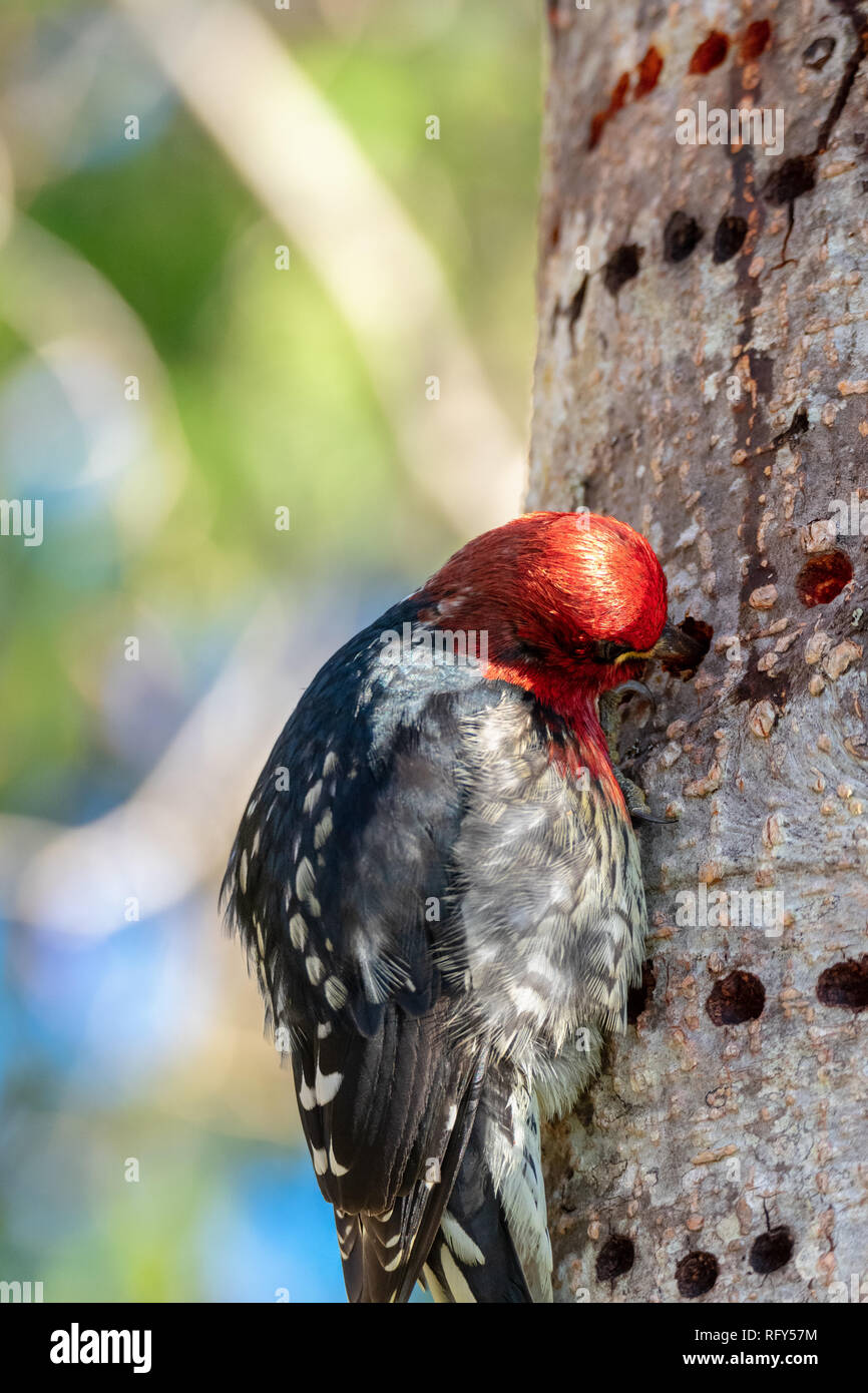 A Red-Breasted SapSucker Woodpecker on Whidbey Island, Washington Stock ...