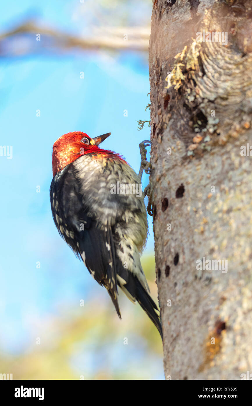 Red breasted woodpecker hi-res stock photography and images - Alamy