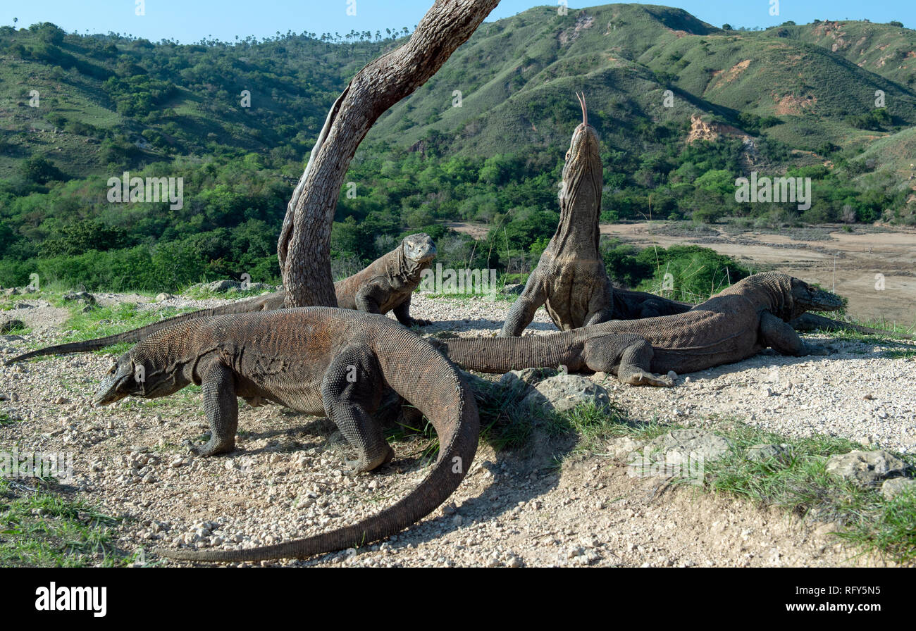 The Komodo dragon raises his head and sniffs the air. Scientific name ...