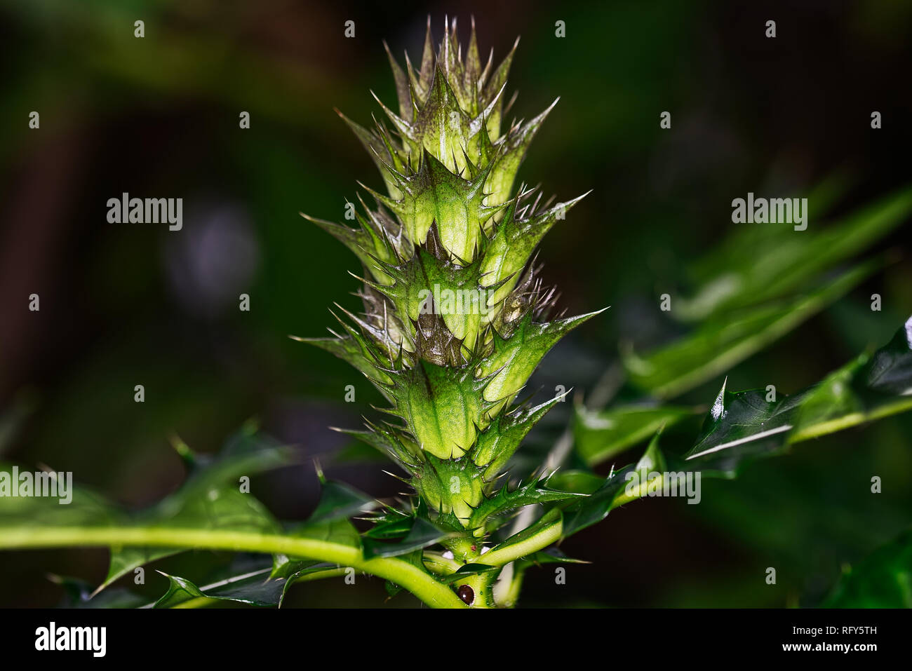 Plants Flowers Botanical Garden Basel Switzerland Stock Photo - Alamy