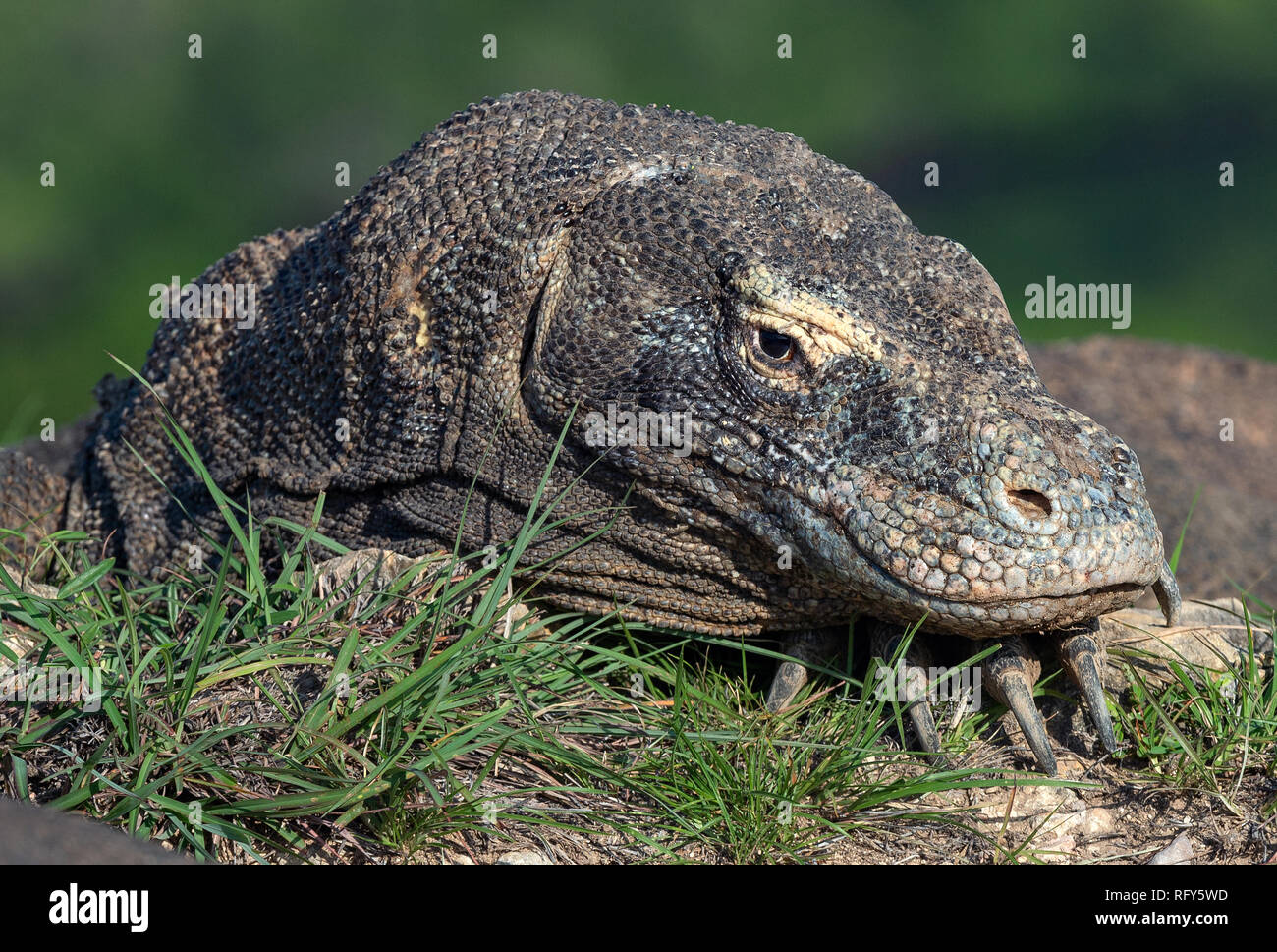 Komodo dragon ( Varanus komodoensis ). Natural habitat. Rinca Island ...