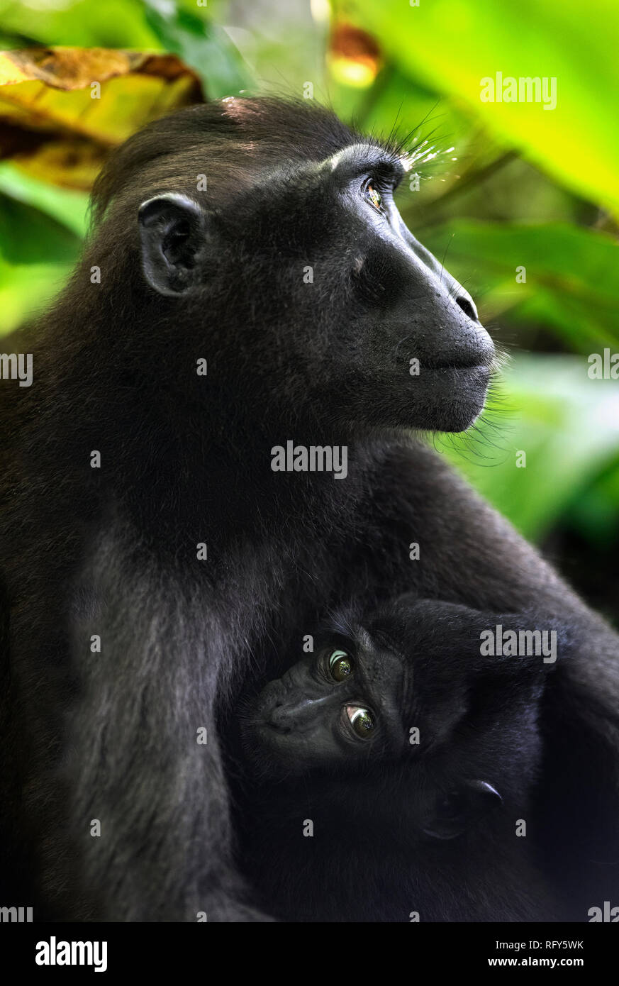 Macaque and cub.The Celebes crested macaque , also known as the crested ...