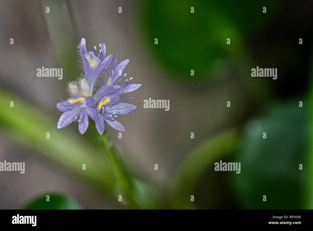 Plants Flowers Botanical Garden Basel Switzerland Stock Photo - Alamy