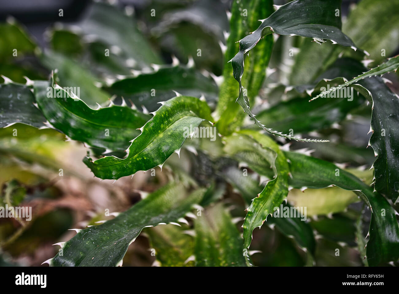 Plants Flowers Botanical Garden Basel Switzerland Stock Photo - Alamy