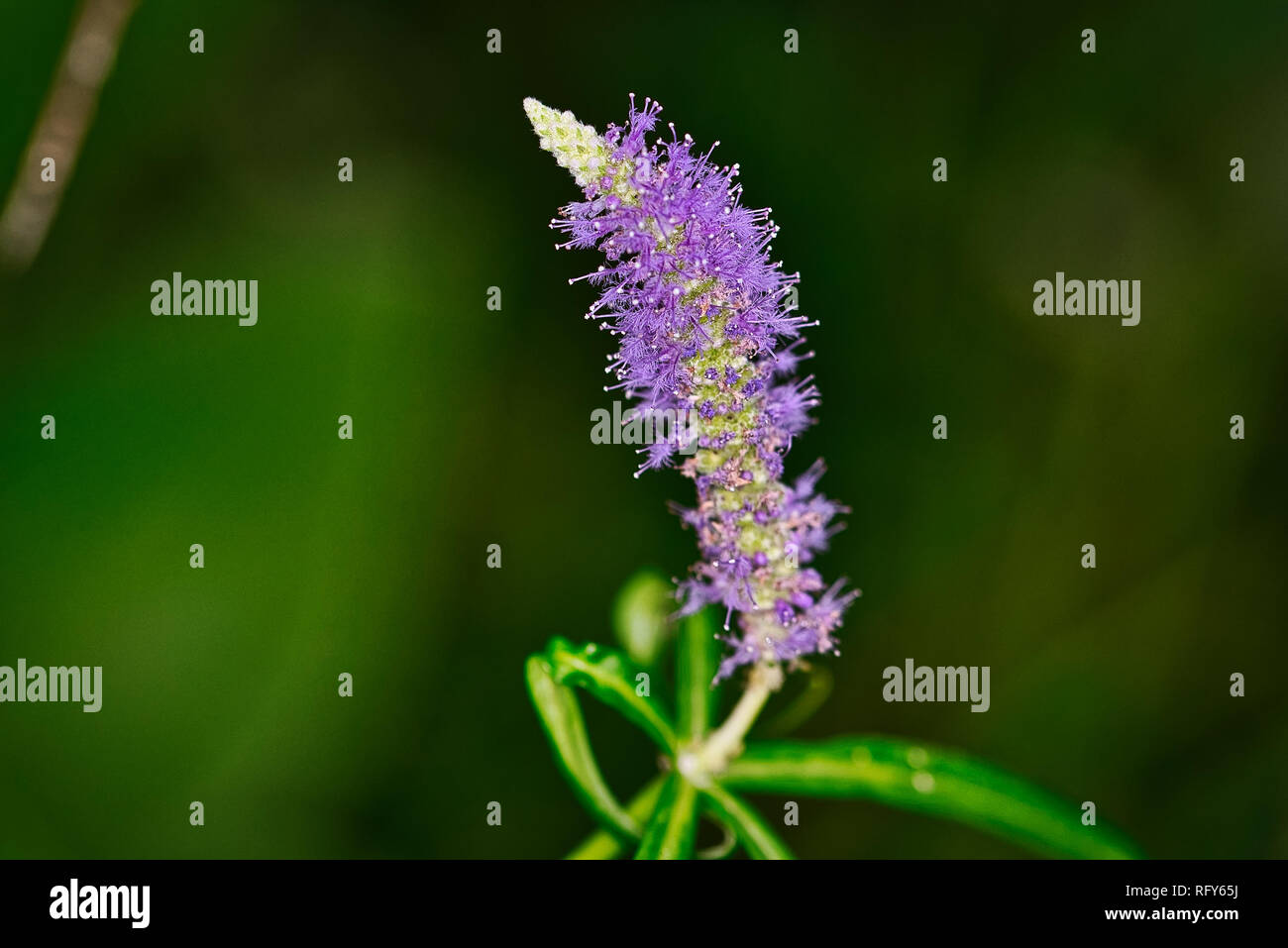 Plants Flowers Botanical Garden Basel Switzerland Stock Photo - Alamy