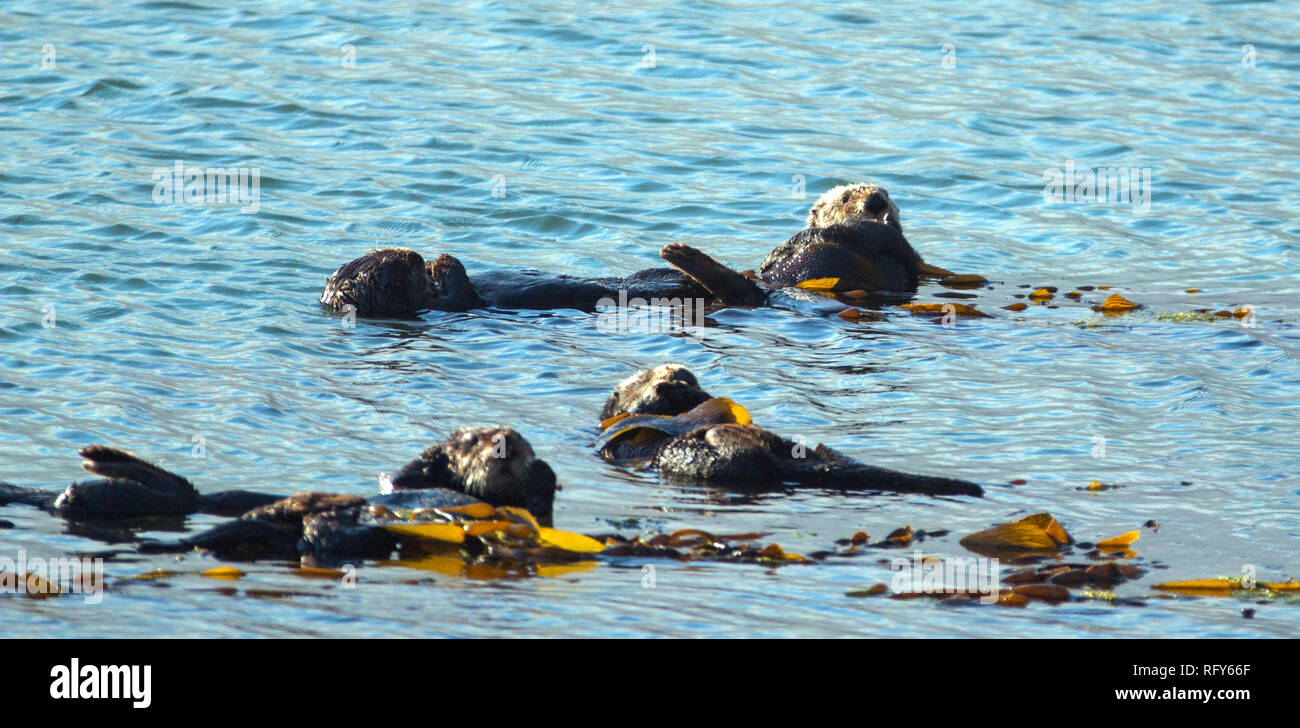Female sea otters hi-res stock photography and images - Alamy
