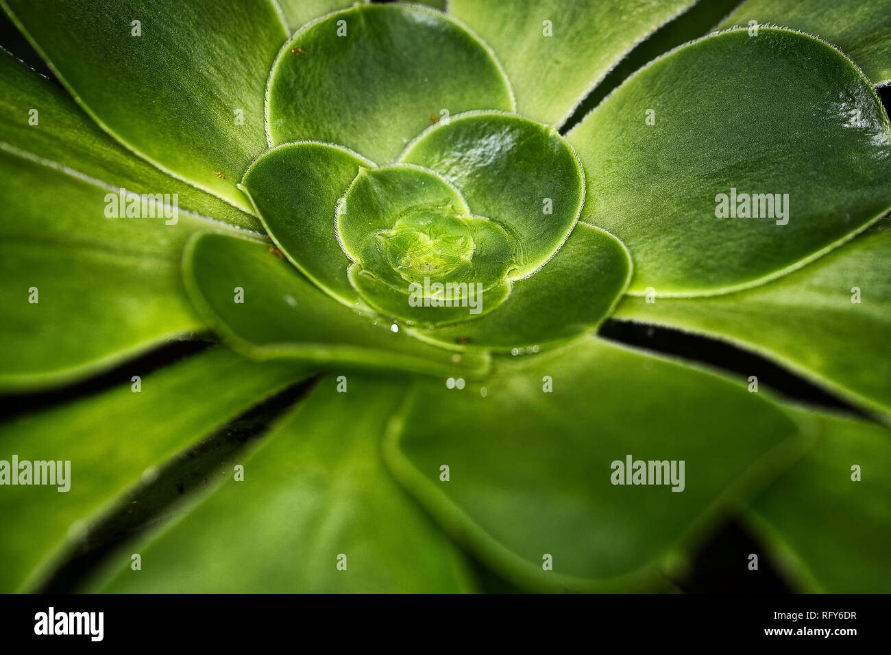 Plants Flowers Botanical Garden Basel Switzerland Stock Photo - Alamy