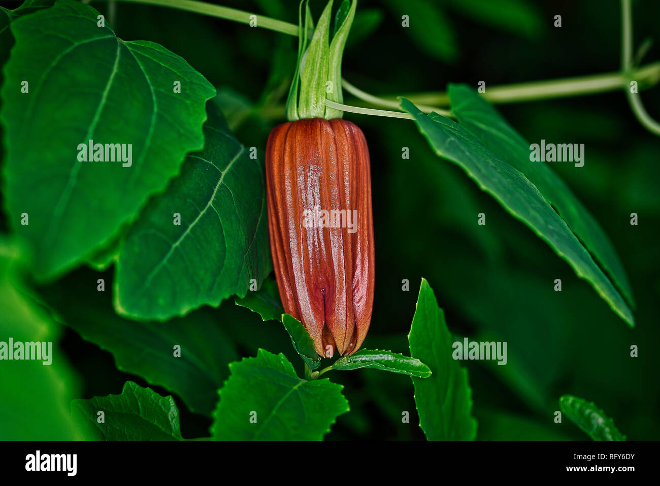 Plants Flowers Botanical Garden Basel Switzerland Stock Photo - Alamy