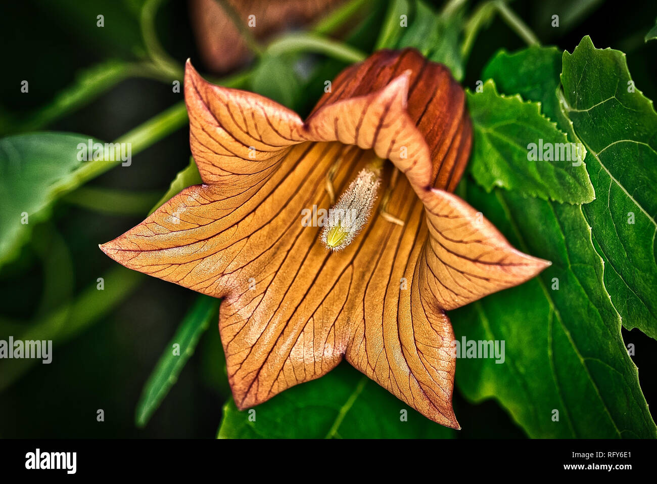 Plants Flowers Botanical Garden Basel Switzerland Stock Photo - Alamy