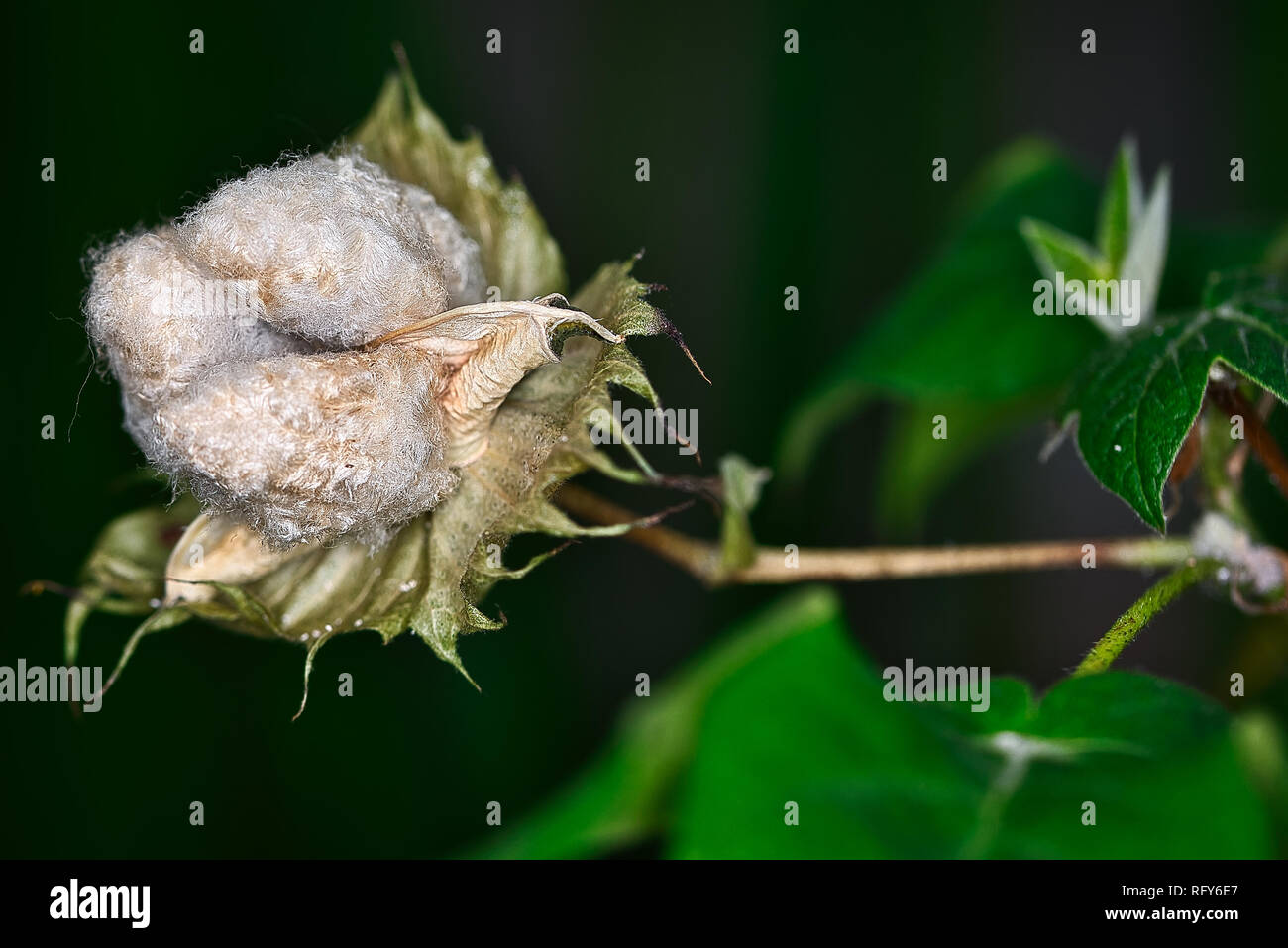 Plants Flowers Botanical Garden Basel Switzerland Stock Photo - Alamy