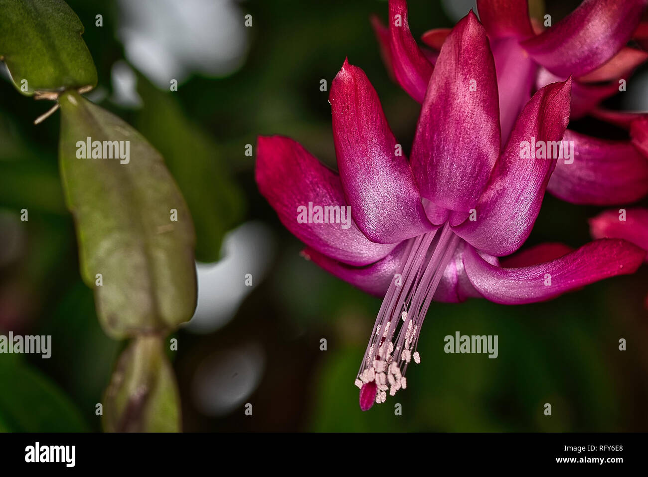Plants Flowers Botanical Garden Basel Switzerland Stock Photo - Alamy