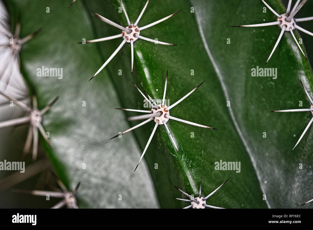 Plants Flowers Botanical Garden Basel Switzerland Stock Photo - Alamy