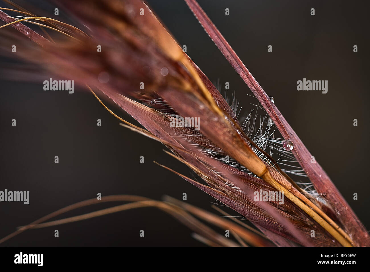 Plants Flowers Botanical Garden Basel Switzerland Stock Photo - Alamy