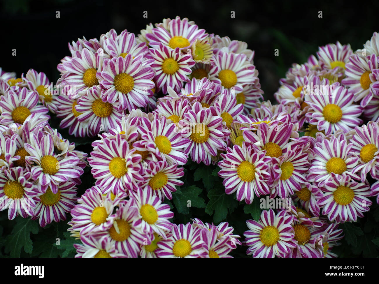 Top view of daisy flower in bloom Stock Photo - Alamy