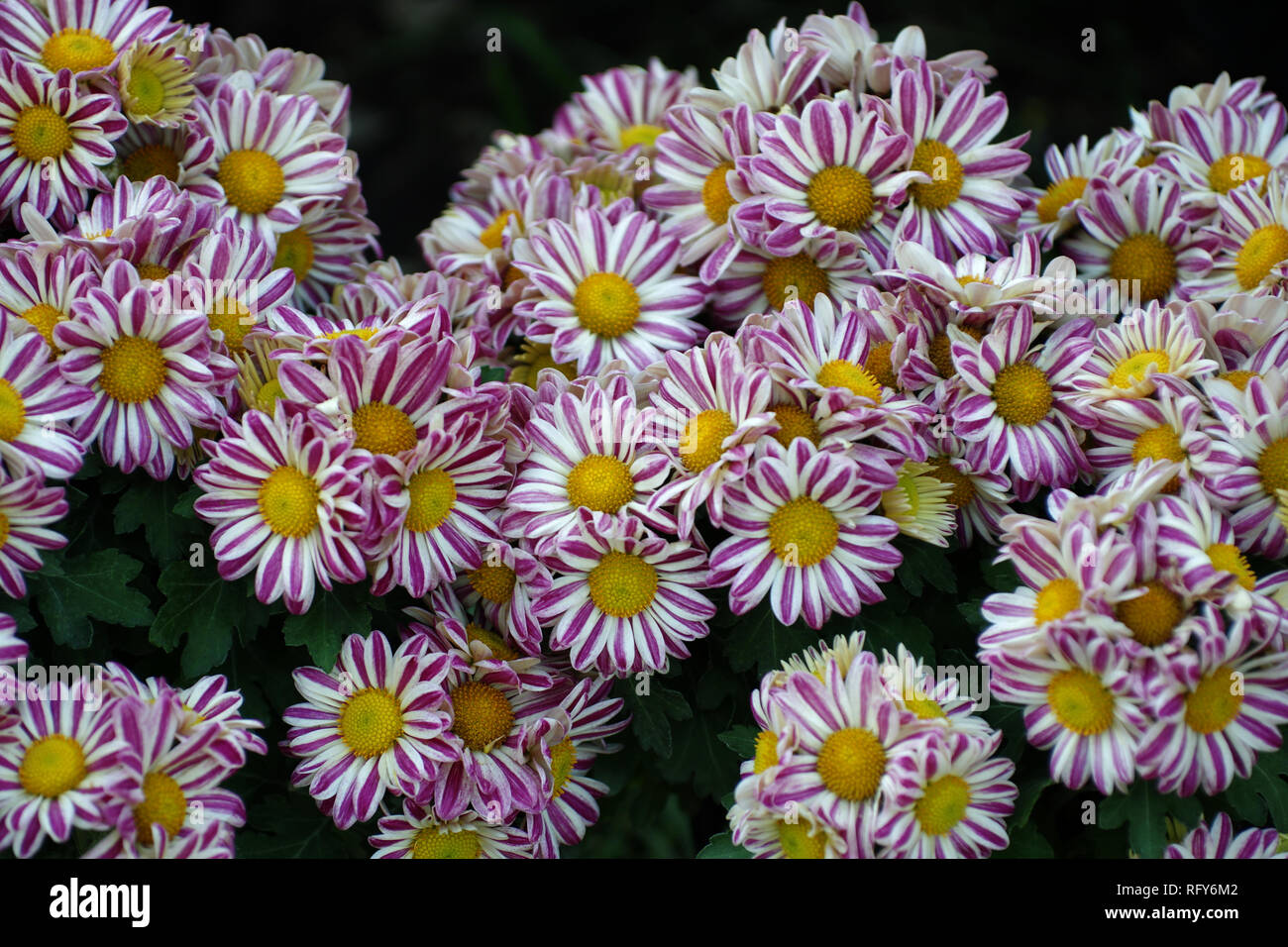 Top view of daisy flower in bloom Stock Photo - Alamy