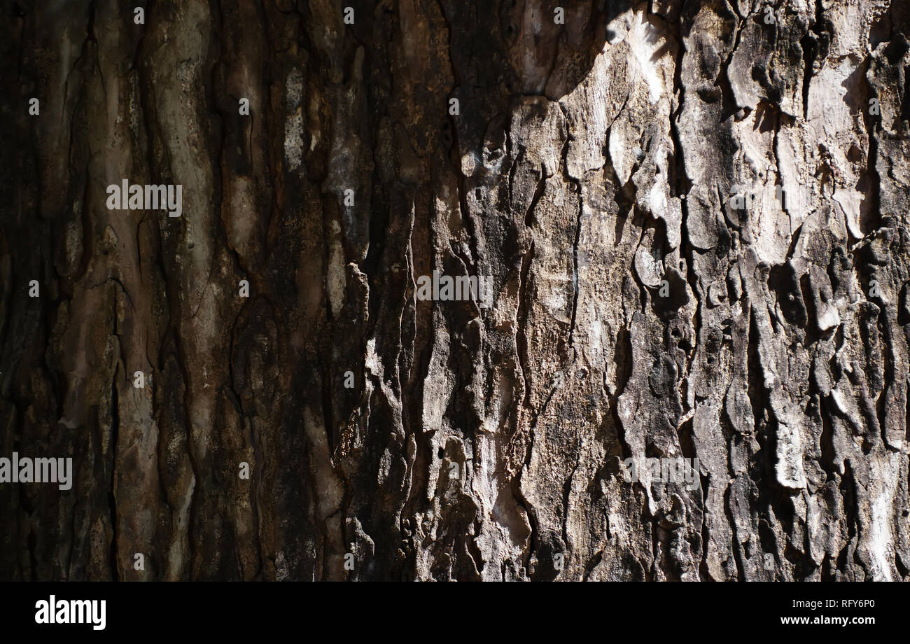 Texture of tree trunk Stock Photo - Alamy