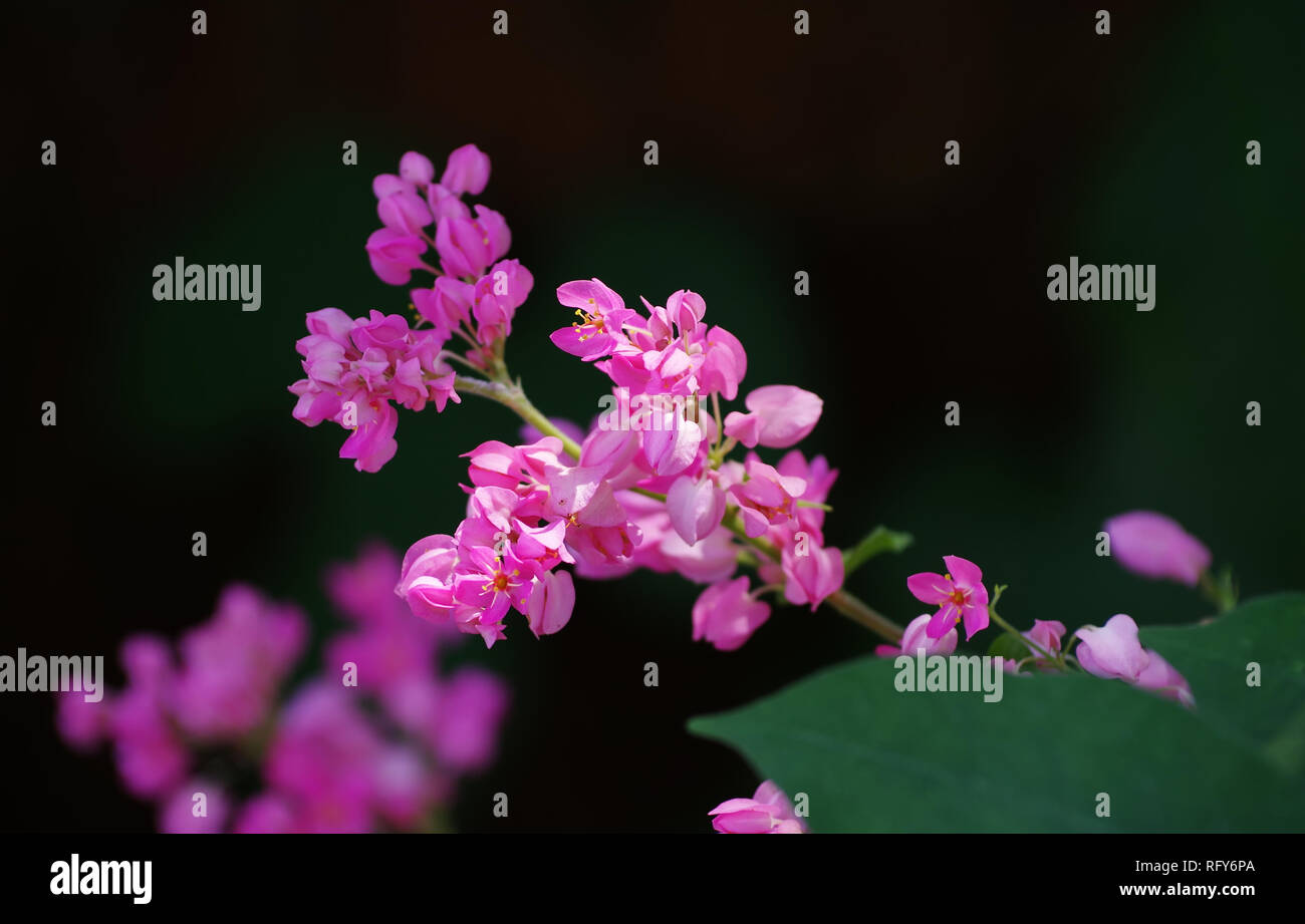 Little pink flowers Stock Photo - Alamy