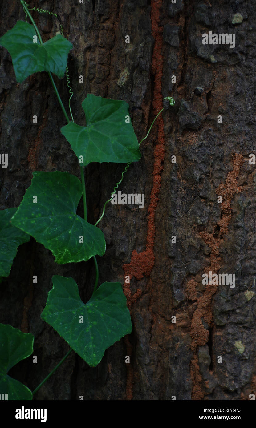 Tree vine texture hi-res stock photography and images - Alamy