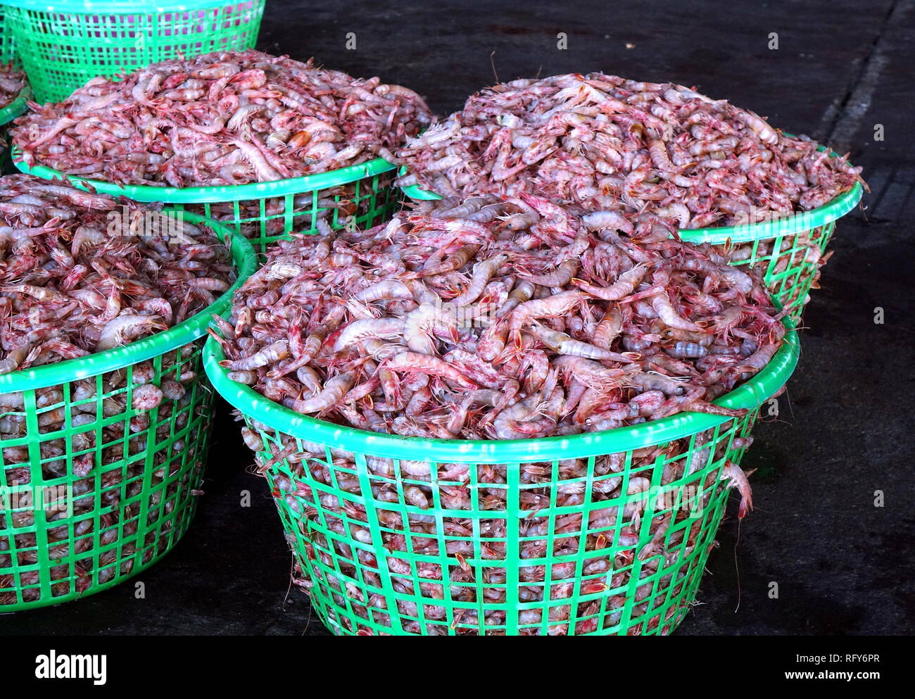 A catch of fresh prawns fills several baskets Stock Photo - Alamy