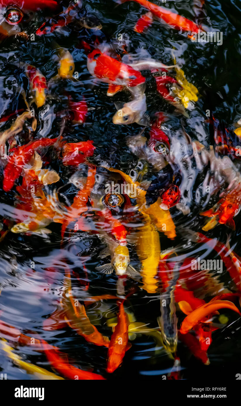 Colorful fishes swims in the pond Stock Photo - Alamy