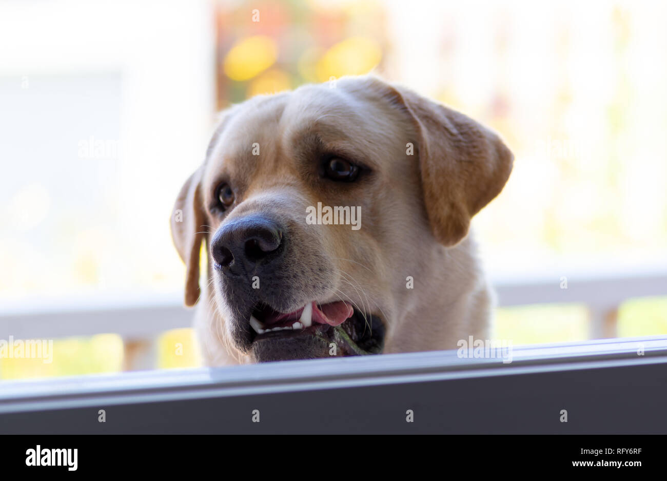 Labrador retriever at window Stock Photo - Alamy