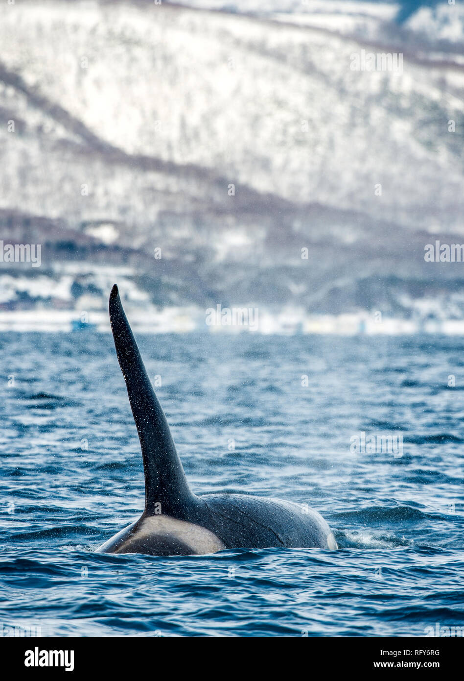 Orca killer whale orcinus orca hi-res stock photography and images - Alamy
