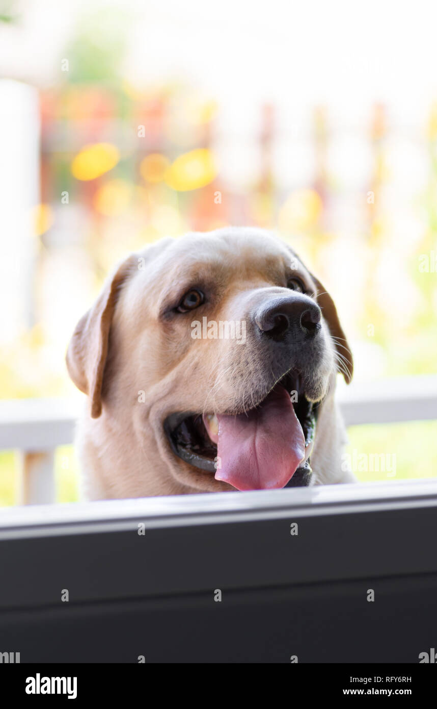 Pet labrador retriever hi-res stock photography and images - Alamy