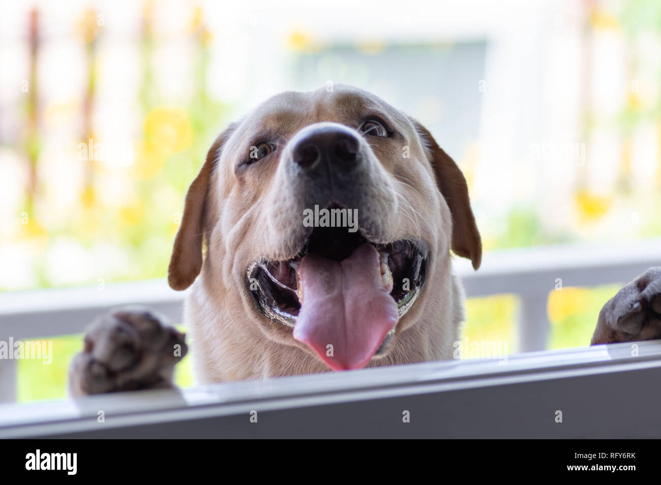 Labrador at window hi-res stock photography and images - Alamy