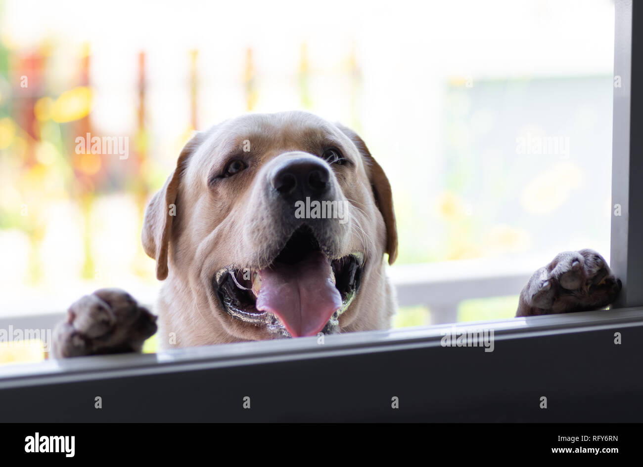 Labrador at window hi-res stock photography and images - Alamy