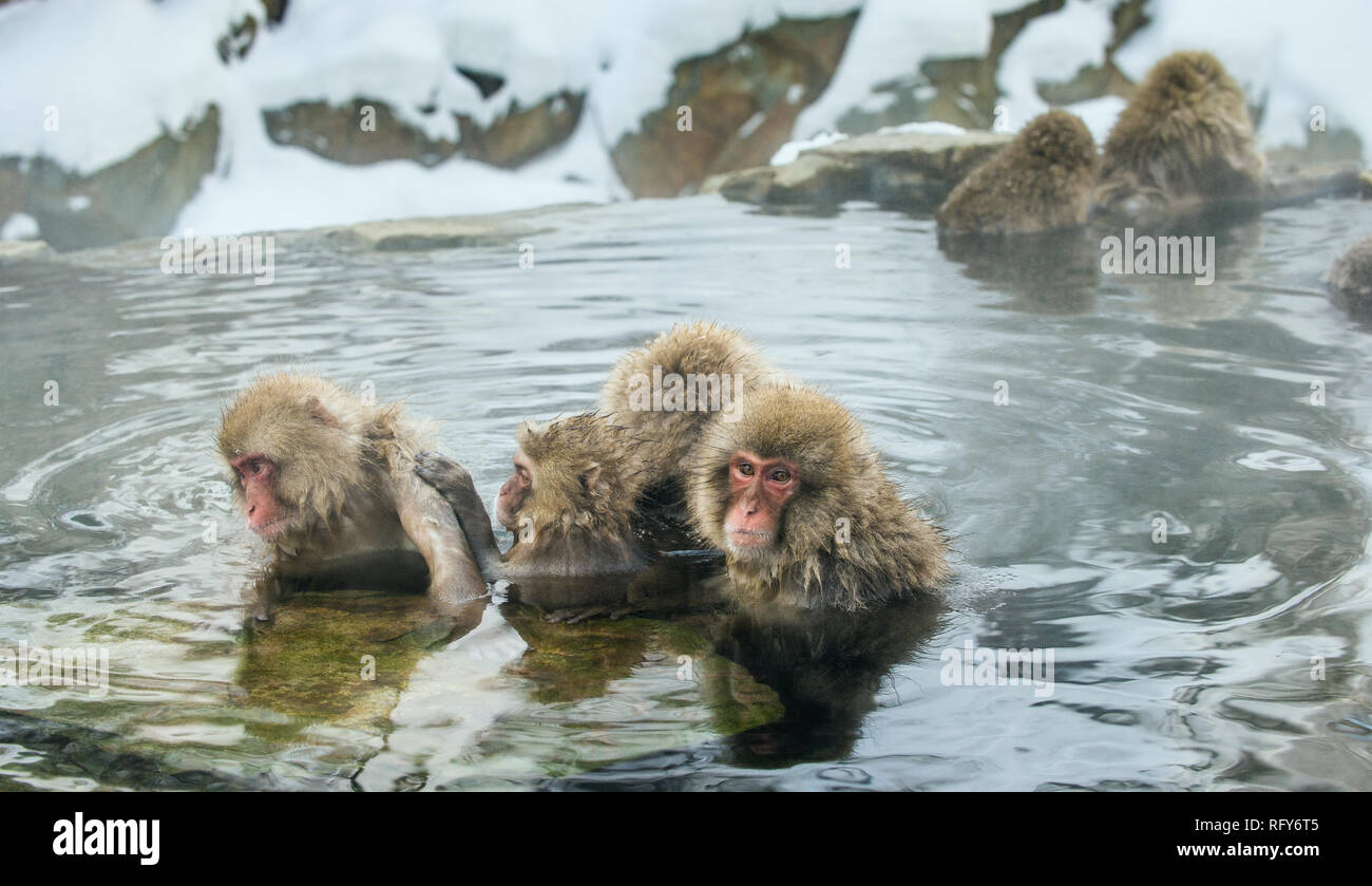 Japanese macaques in natural hot spring. The Japanese macaque ...