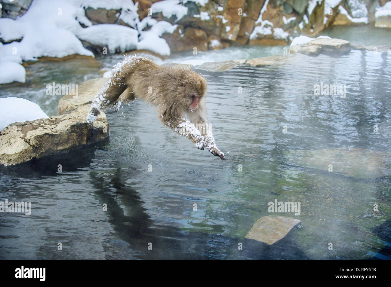 Japanese macaque in jump. Macaque jumps through a natural hot spring ...
