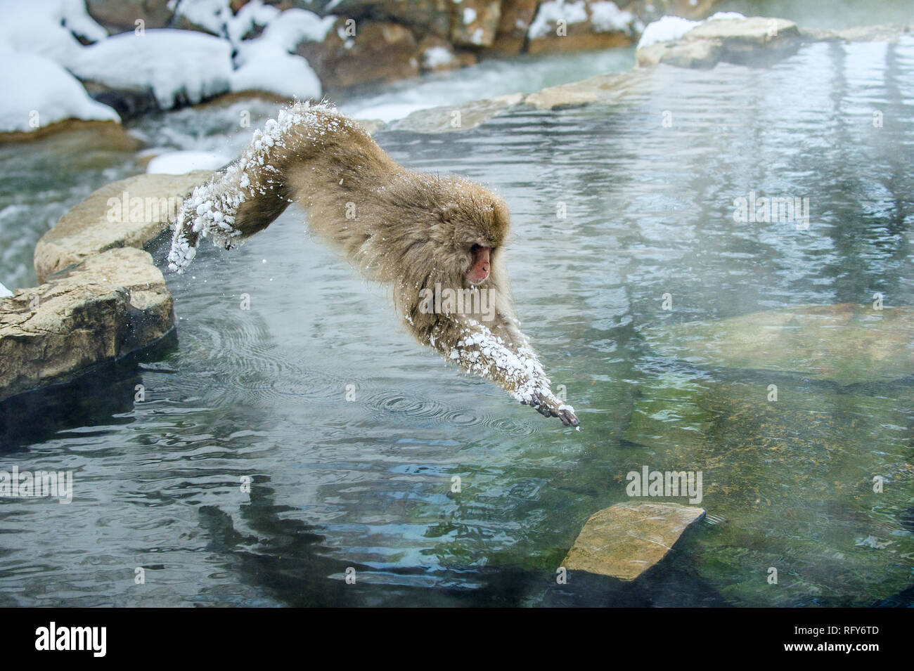 Japanese macaque in jump. Macaque jumps through a natural hot spring ...