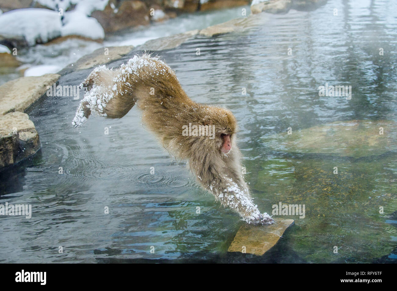 Japanese macaque in jump. Macaque jumps through a natural hot spring ...