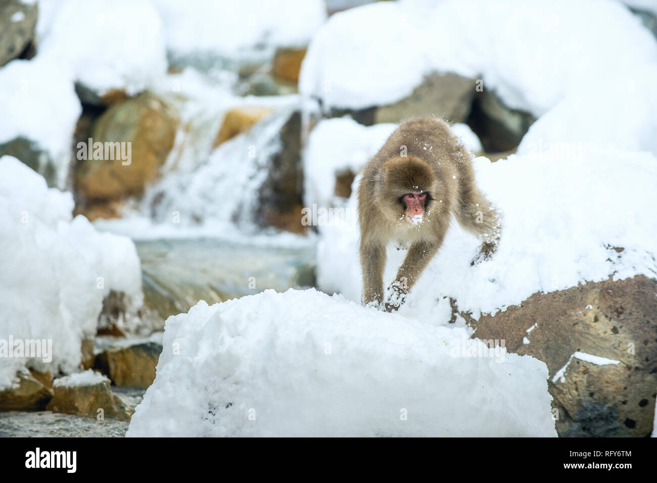 Japanese macaque in jump. Macaque jumps through a natural hot spring ...